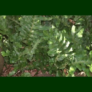 Plant - Lauae | Kapi'olani Community College STEM Program